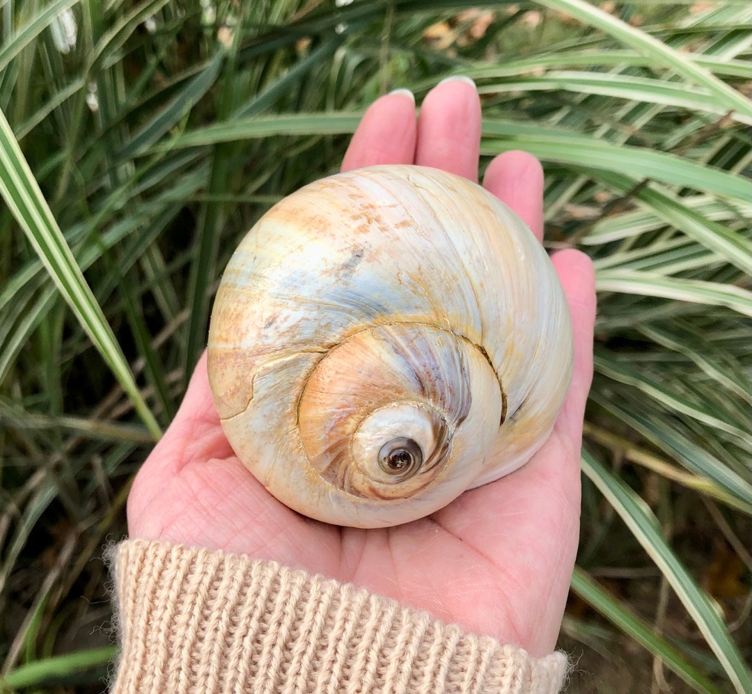 JUMBO Northern Moon Snail Shell Mega Moon Shell - Etsy
