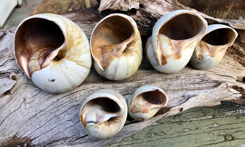 SIX GREEN/PURPLE Northern Moon Snail Shells Large Moon Shells - Etsy