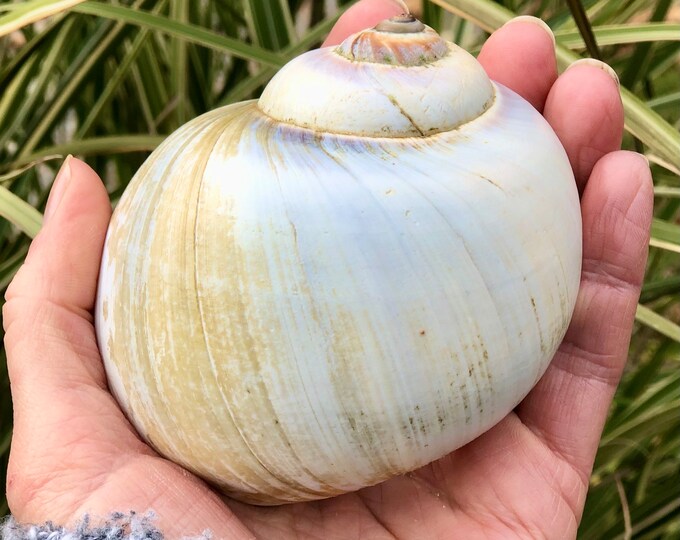 MEGA JUMBO Northern Moon Snail Shell, Large Moon Shell, Large Hermit ...