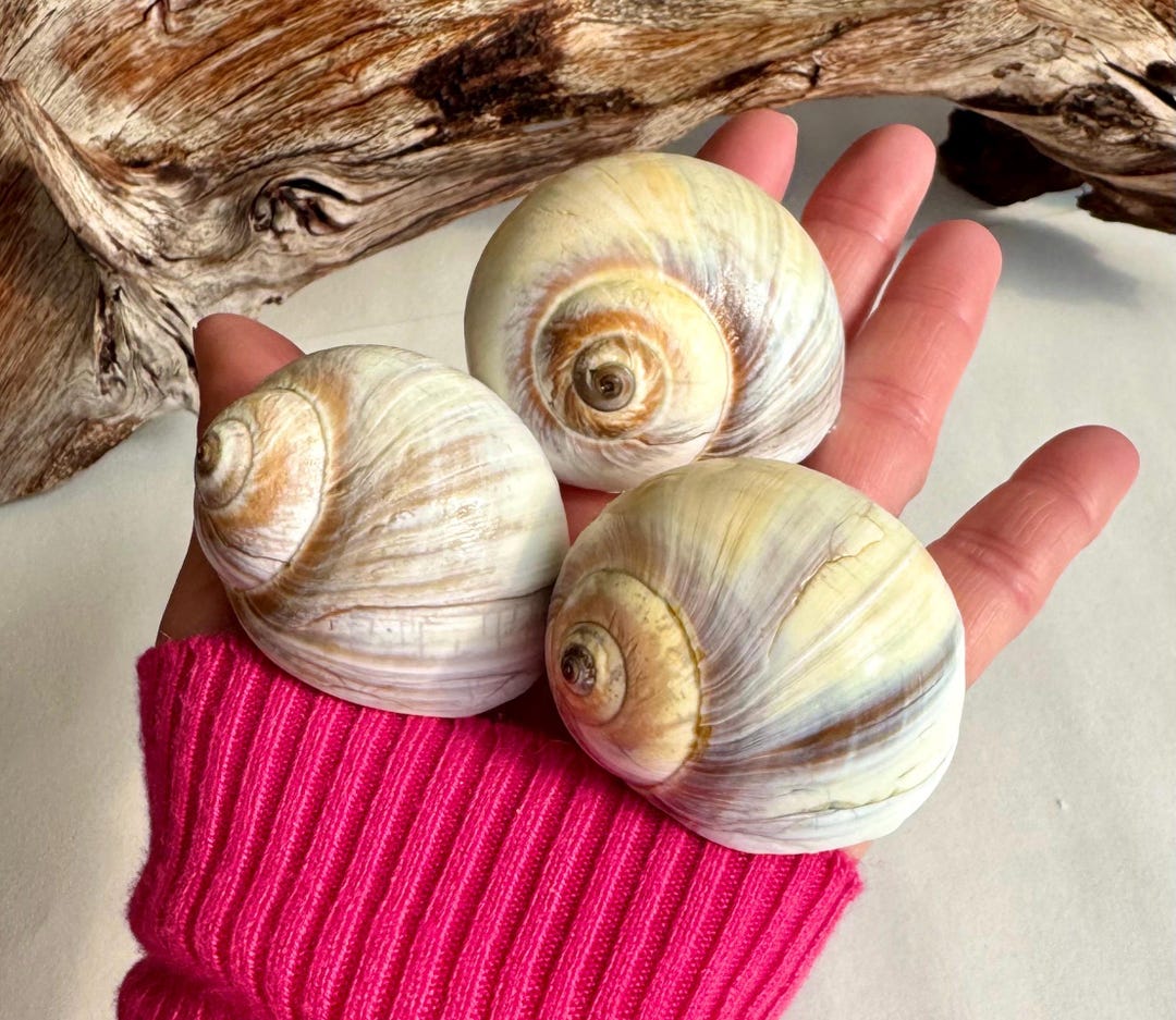 Medium Size Moon Shells, 1 3/8”- 1 1/2”- 1 5/8” Opening, Colorful ...