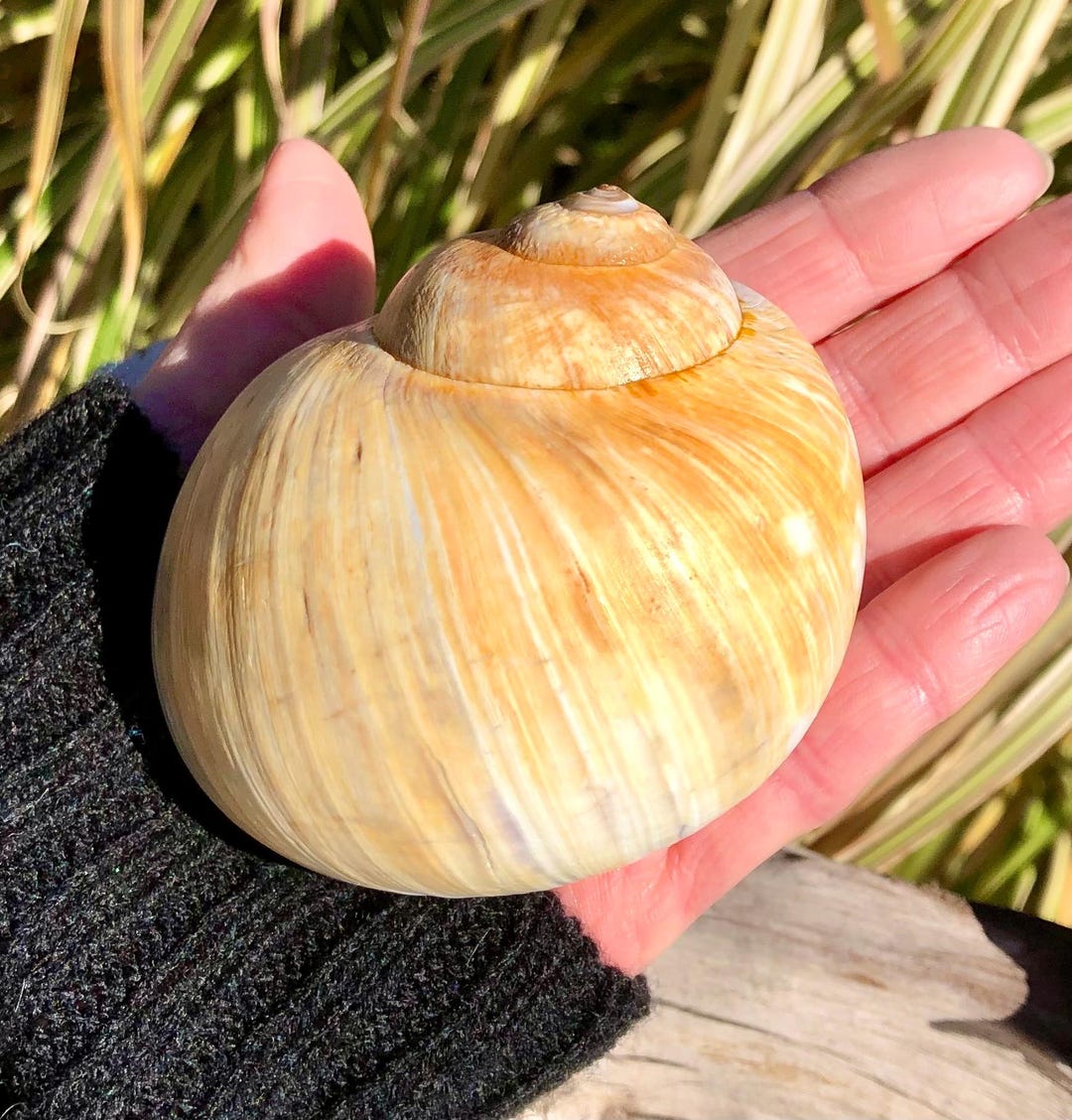 Extra Large Moon Snail Shell, 2 1/8 Inch Opening, Colorful Natural ...