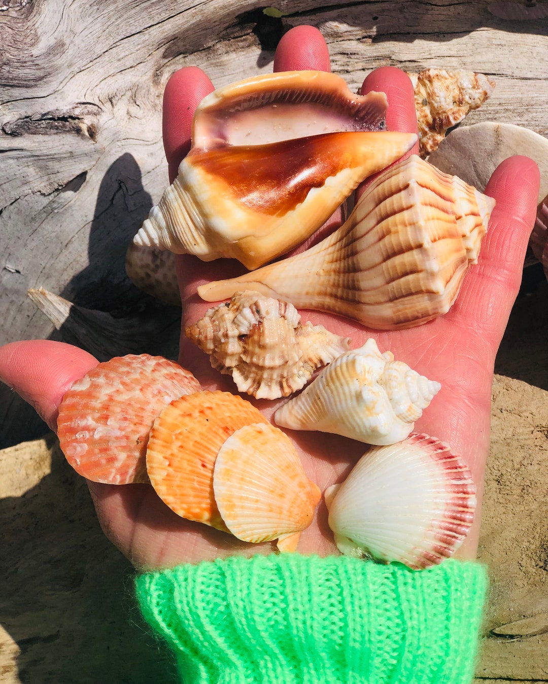30 COLORFUL FLORIDA SEASHELL Mix, Southwest Fl Beach Shell Variety, 30 ...