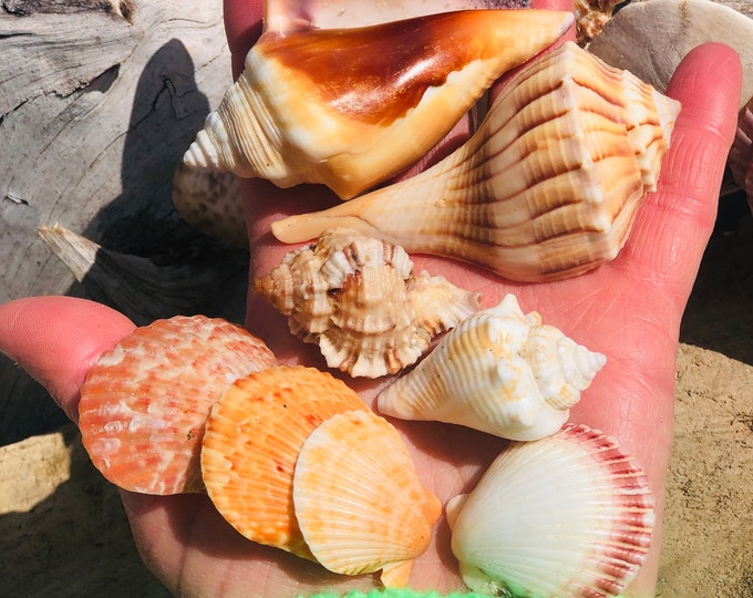 30 COLORFUL FLORIDA SEASHELL Mix, Southwest Fl Beach Shell Variety, 30 ...