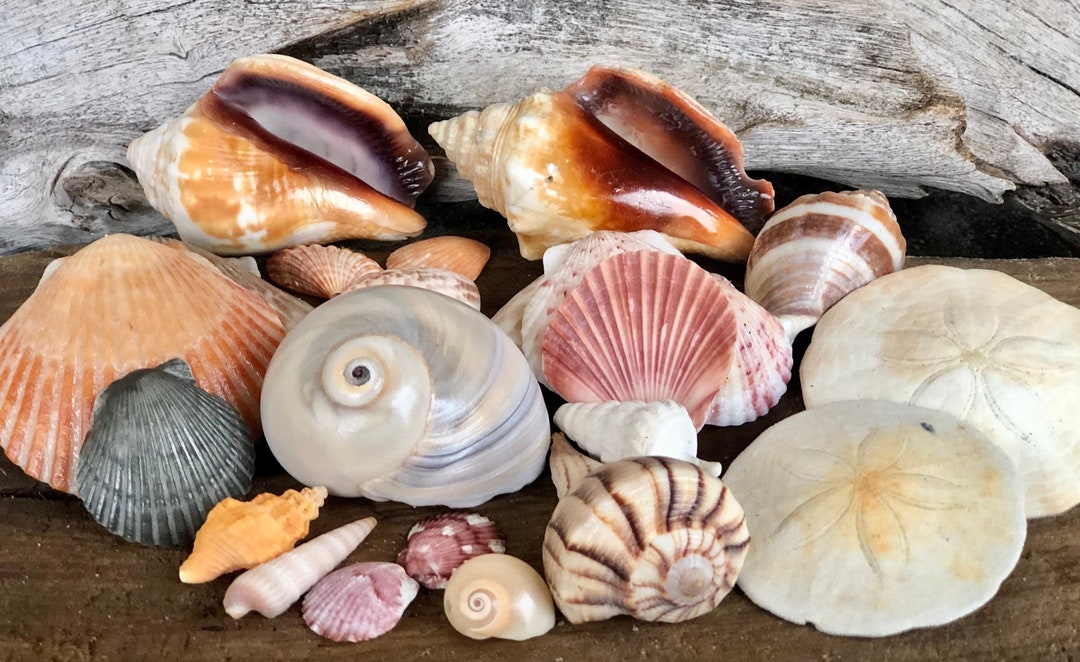 DAZZLING SOUTHWEST FLORIDA Seashell Mix, Colorful Gulf Beaches Seashell ...