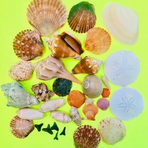 30 PIECE FLORIDA SEASHELL Mix, Variety of Colorful Shells for Gifts ...