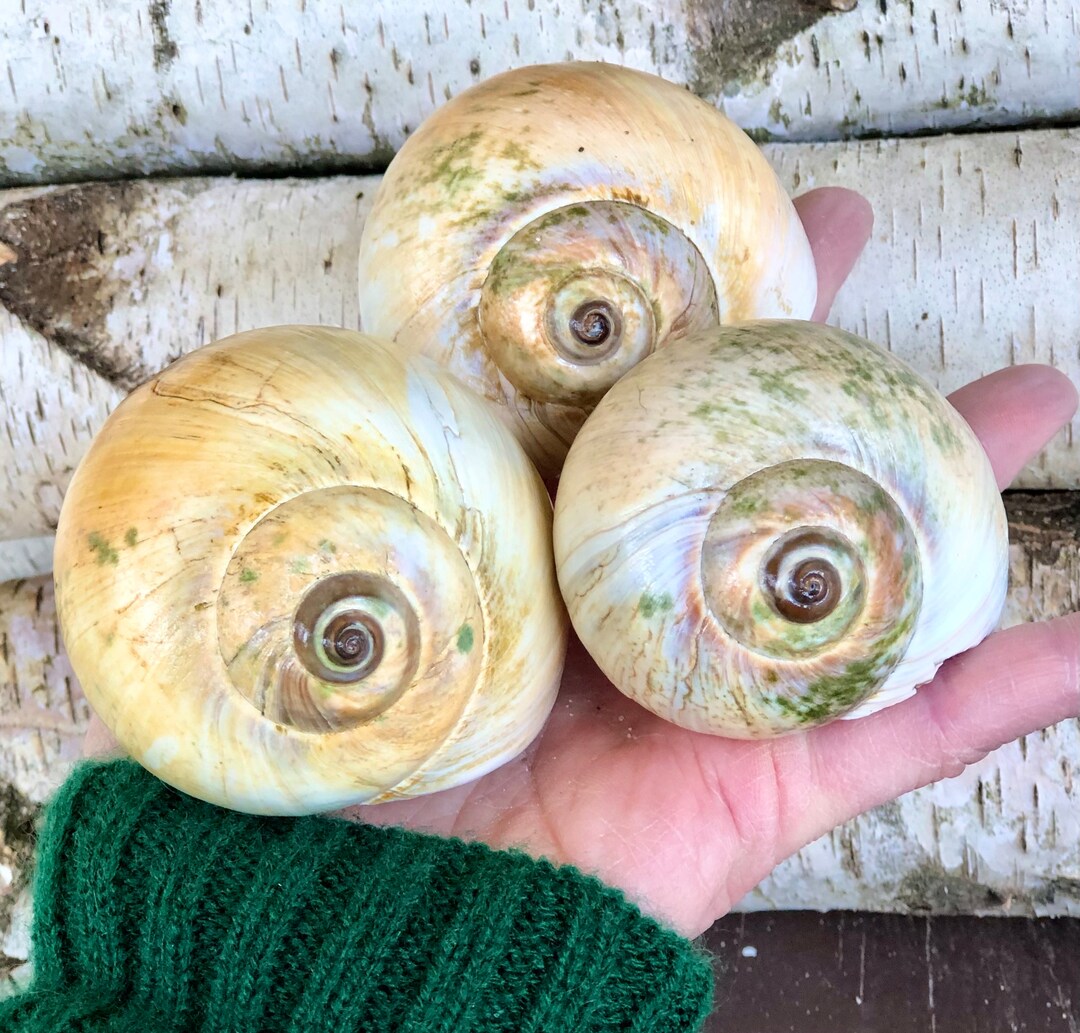 3 MOSSY GREEN & AMETHYST Extra Large Northern Moon Snail Shells, Three ...