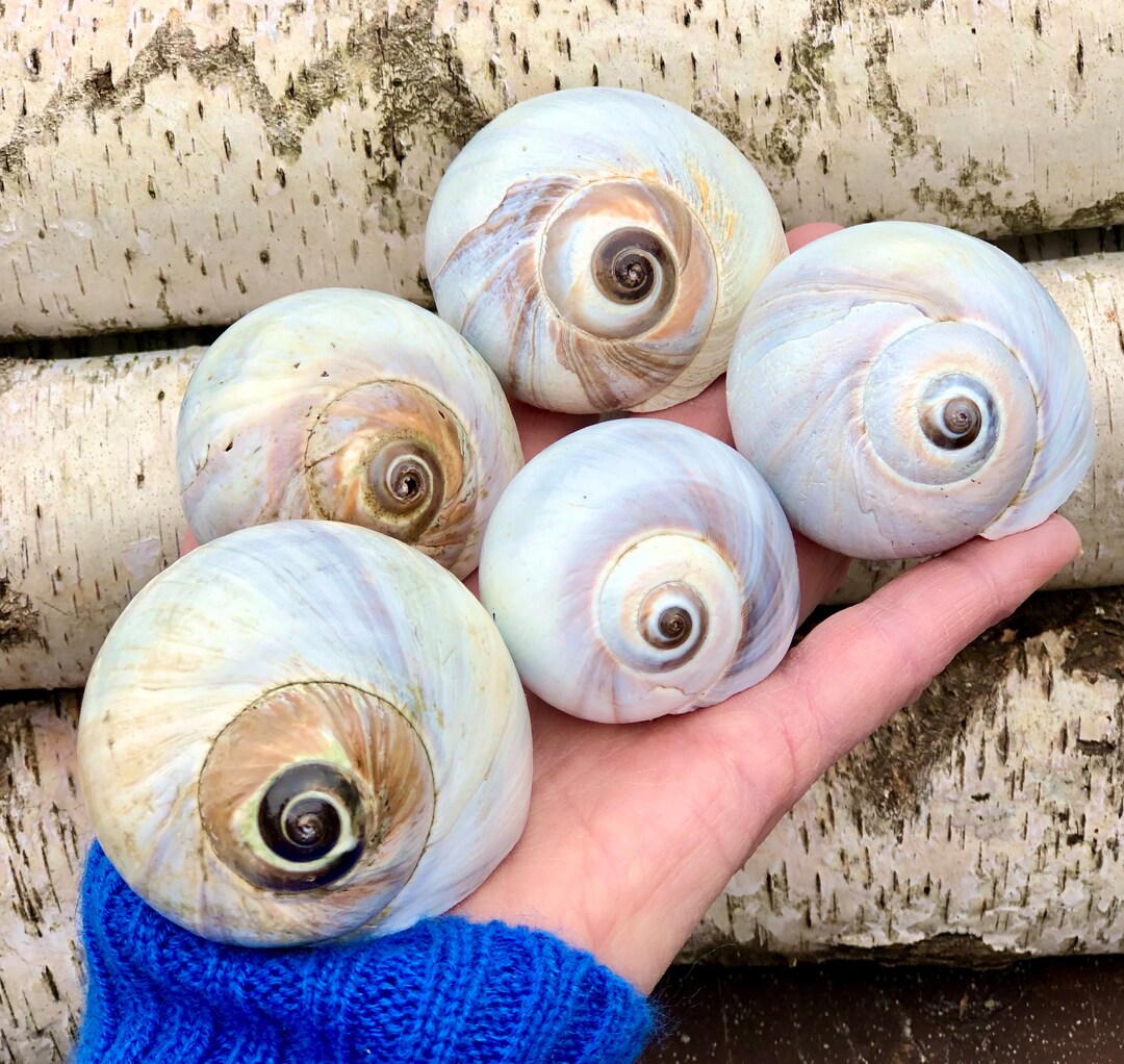 5 POWDER BLUE & PINK Northern Moon Snail Shells, Five Colorful Mega ...