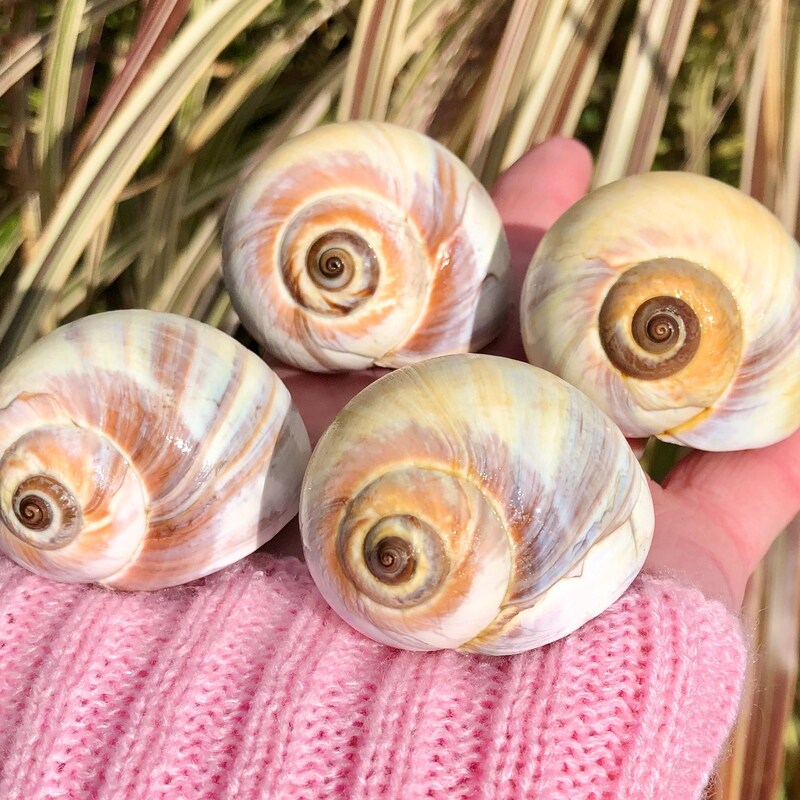 BaysideBeachShells - Etsy