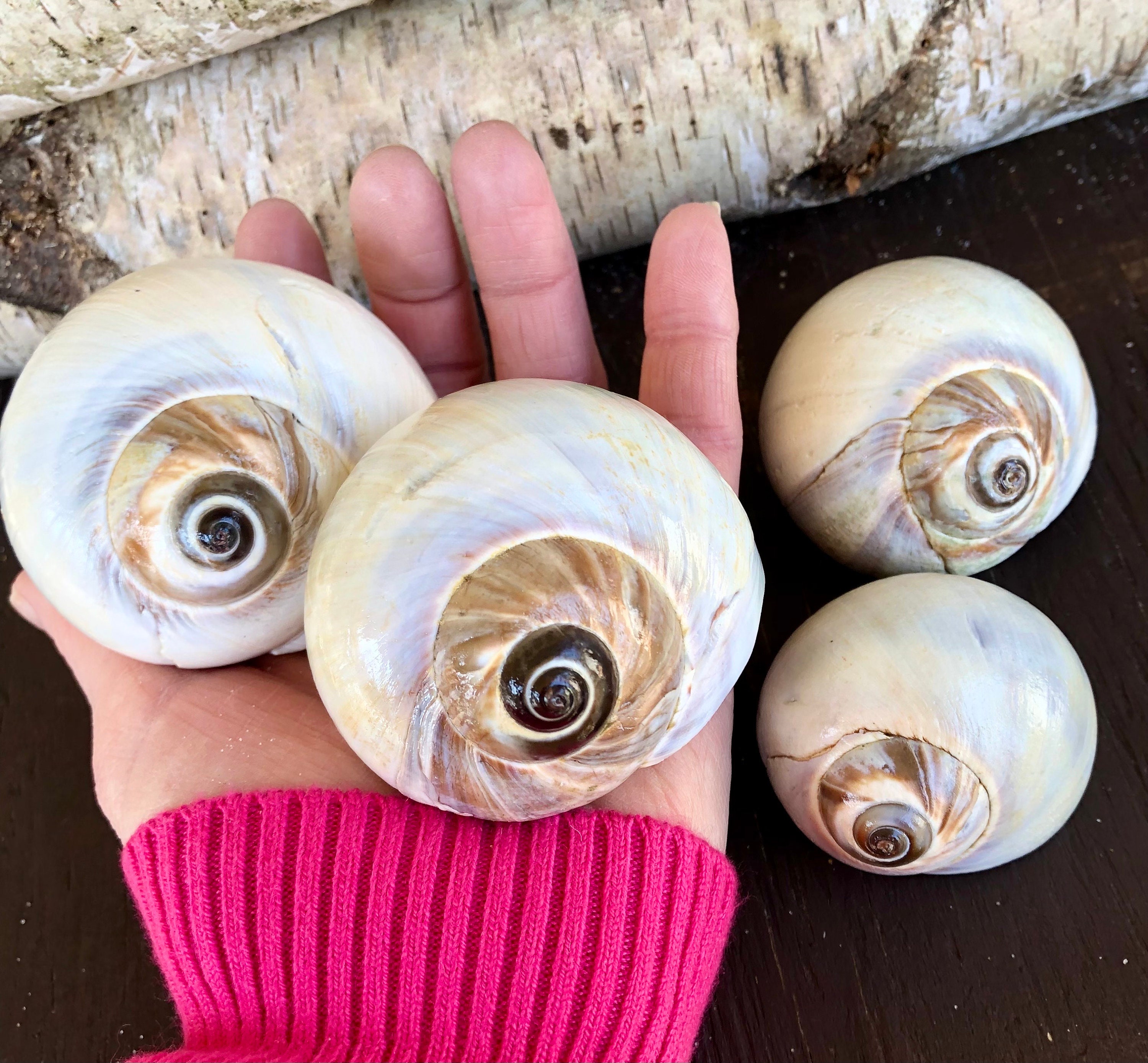 4 VANILLA & COTTON CANDY Northern Moon Snail Shells, Four Colorful Mega ...
