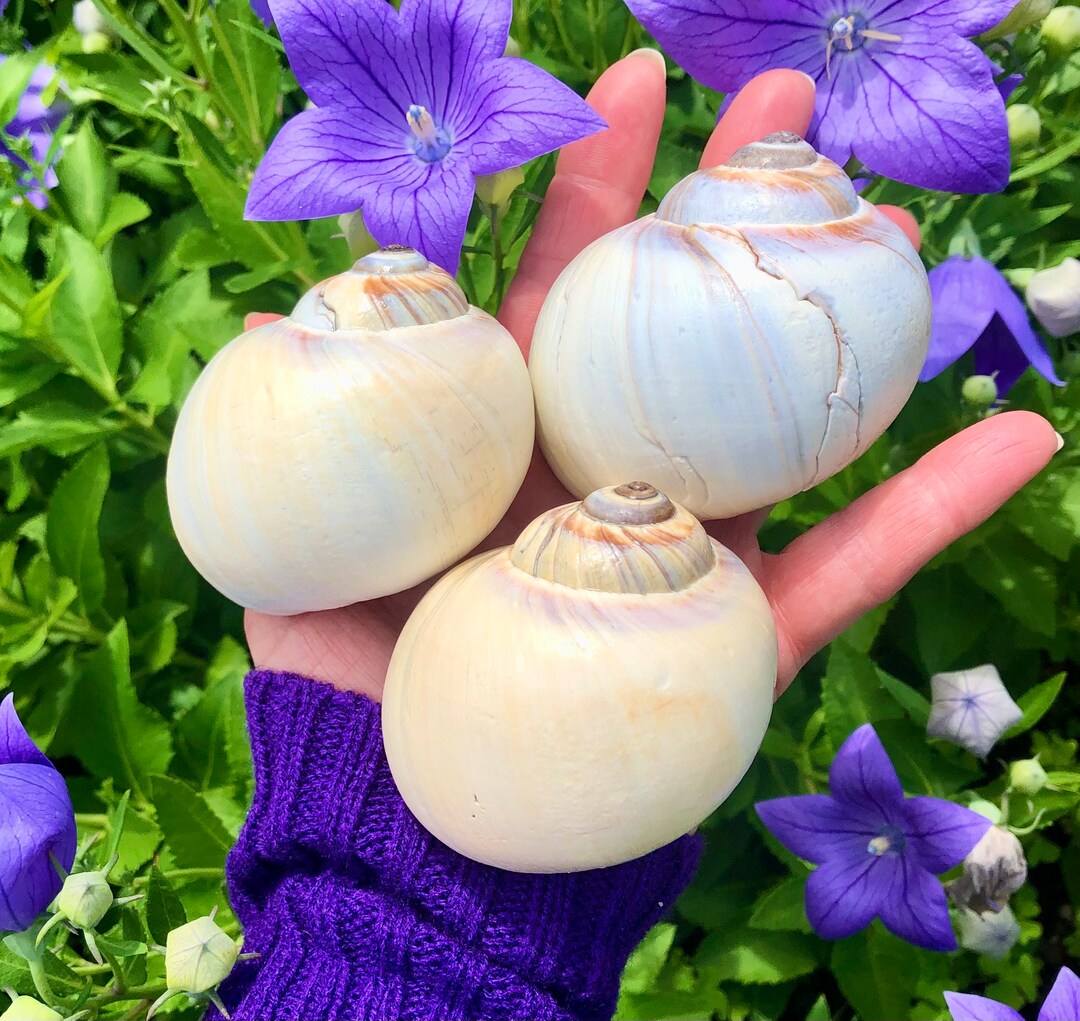 3 VIVID VIOLET & YELLOW Large Northern Moon Snail Shells, Three Large ...
