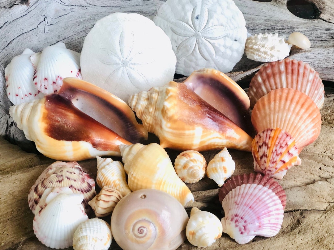 30 PIECE FLORIDA SEASHELL Mix, Southwest Fl Beach Shell Variety, Gift ...