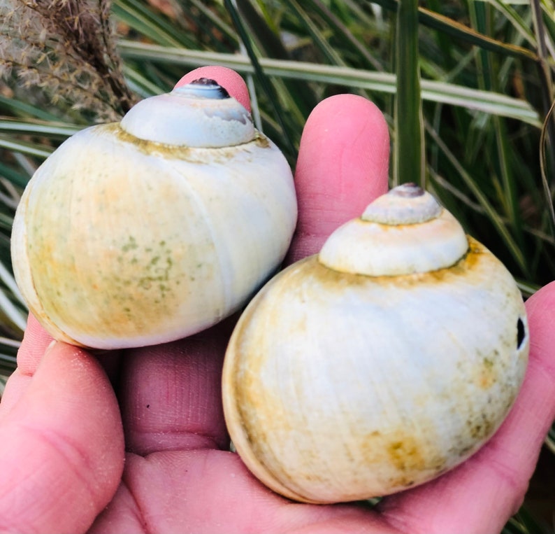 6 MULTI-STRIPED Large Northern Moon Snail Shells, Colorful Mega Moon ...