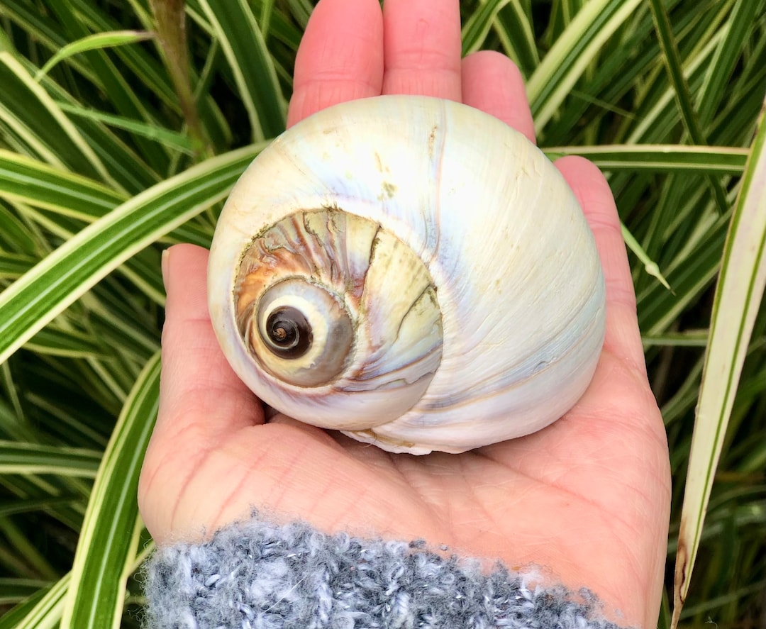 Extra Large Moon Shell Northern Moon Snail Shell - Etsy