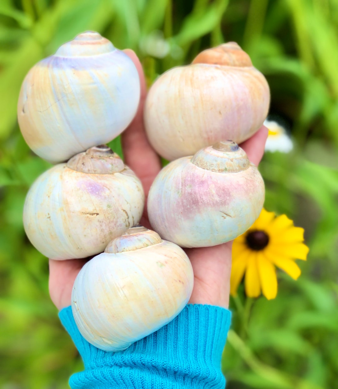 5 FUSCHIA, LEMON & LILAC Northern Moon Snail Shells, Five Colorful Pink ...