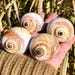3 SPOTTED DARK PEACH Large Northern Moon Snail Shells, Colorful ...