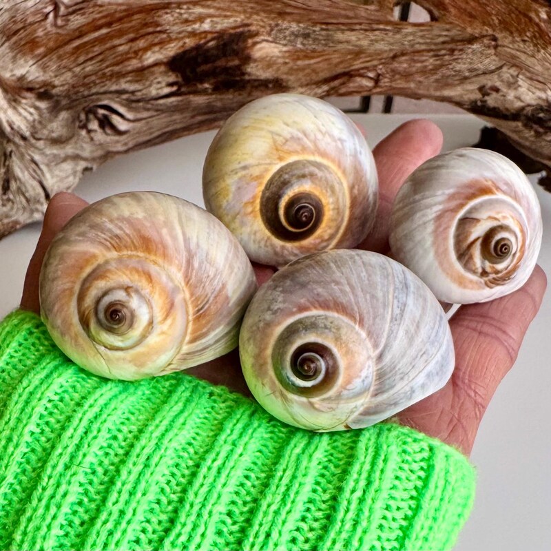 BaysideBeachShells - Etsy