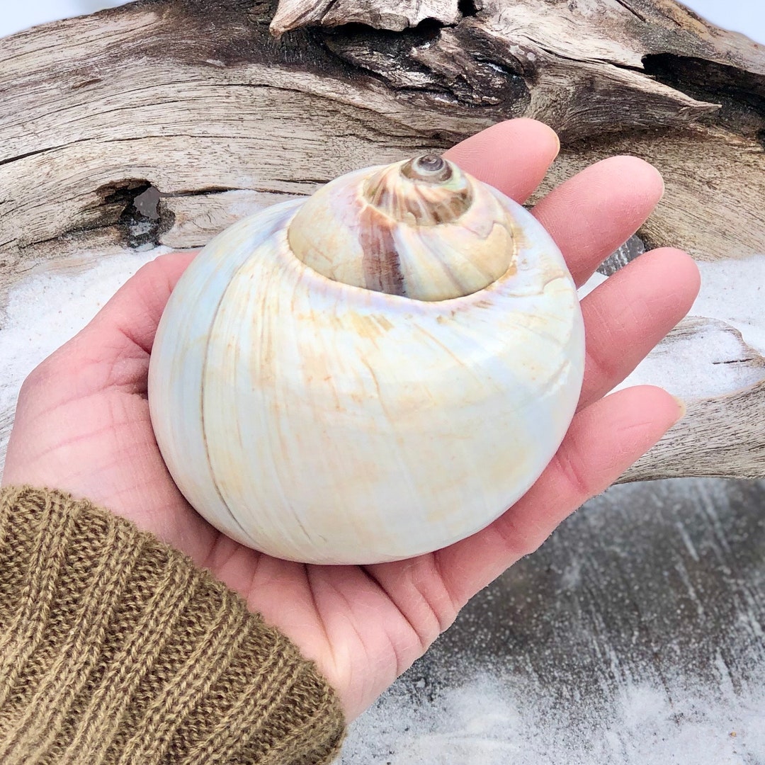 COLOSSAL JUMBO-SIZED Icy White Northern Moon Snail Shell, Colorful Mega ...