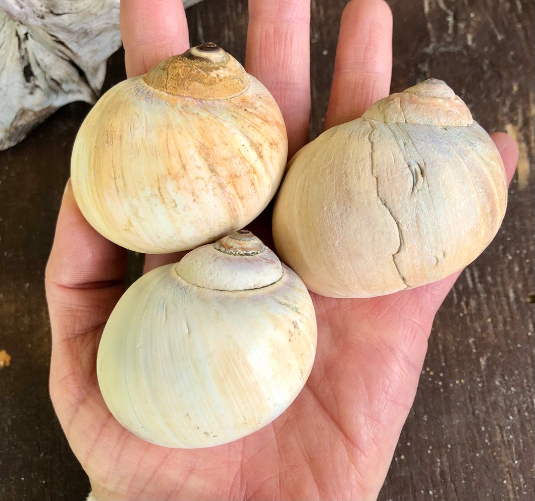 1 1/2 INCH APERTURE TRIO Hermit Crab Shells, Set of 3 Unpainted ...