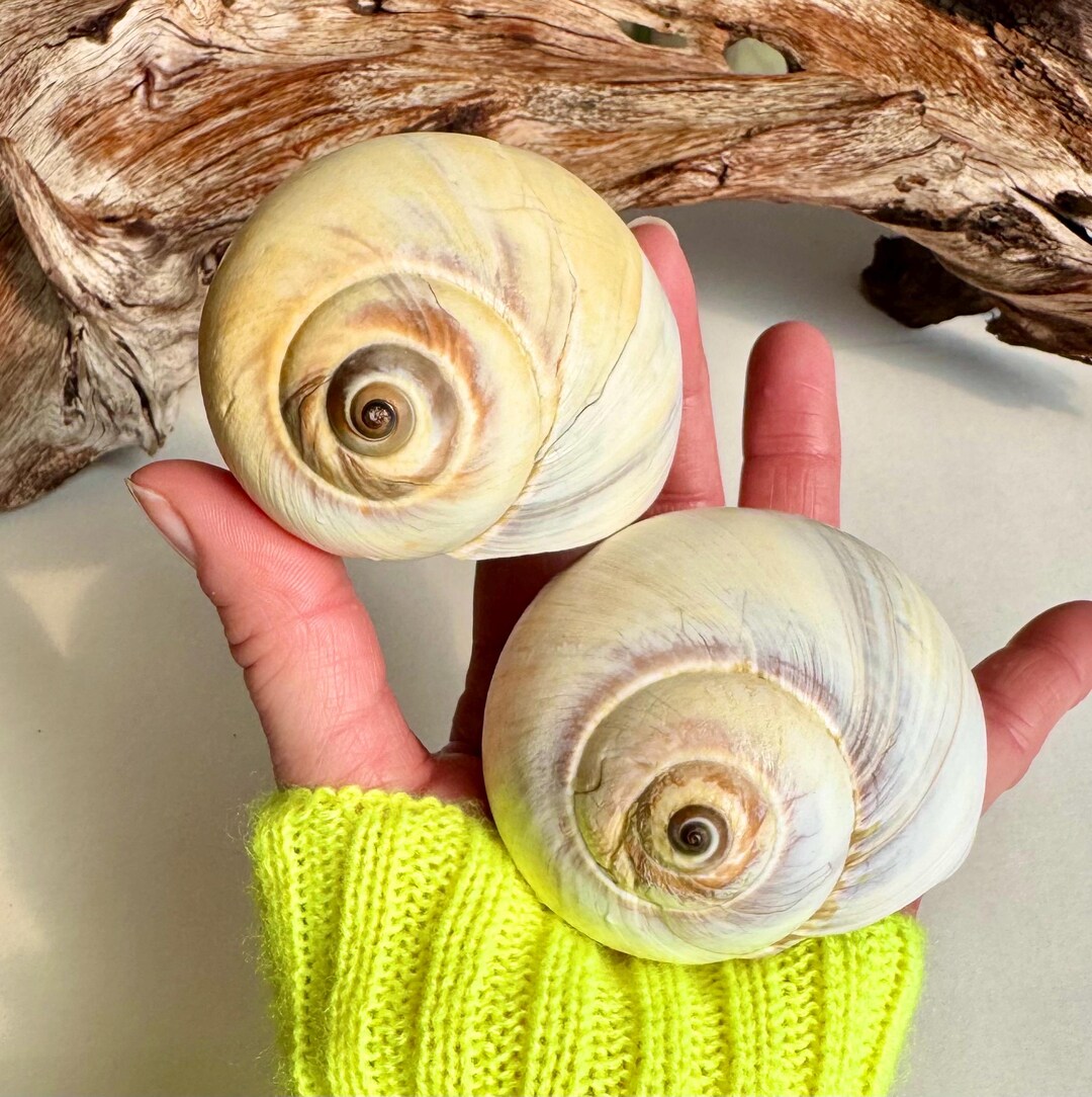 Extra Large Moon Snail Shells, 1 7/8”-2.0” Opening, Colorful Natural ...