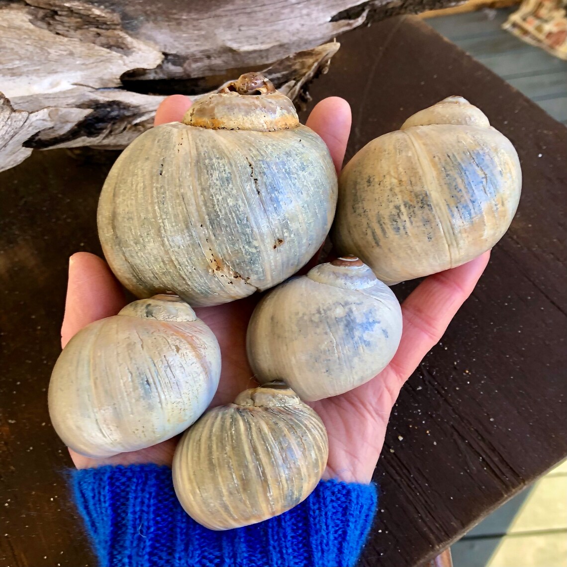 5 BLUE BREATHTAKING Northern Moon Snail Shells, Five Colorful Mega Moon ...