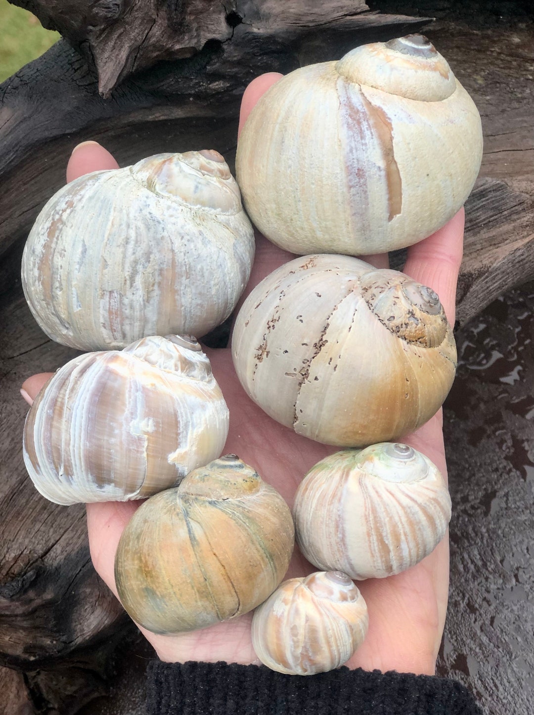 7 DEEP BROWN Large Northern Moon Snail Shells, Colorful Mega Moon ...