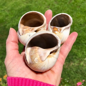5 PLUM & LIGHT TOFFEE Northern Moon Snail Shells, Five Colorful Medium ...