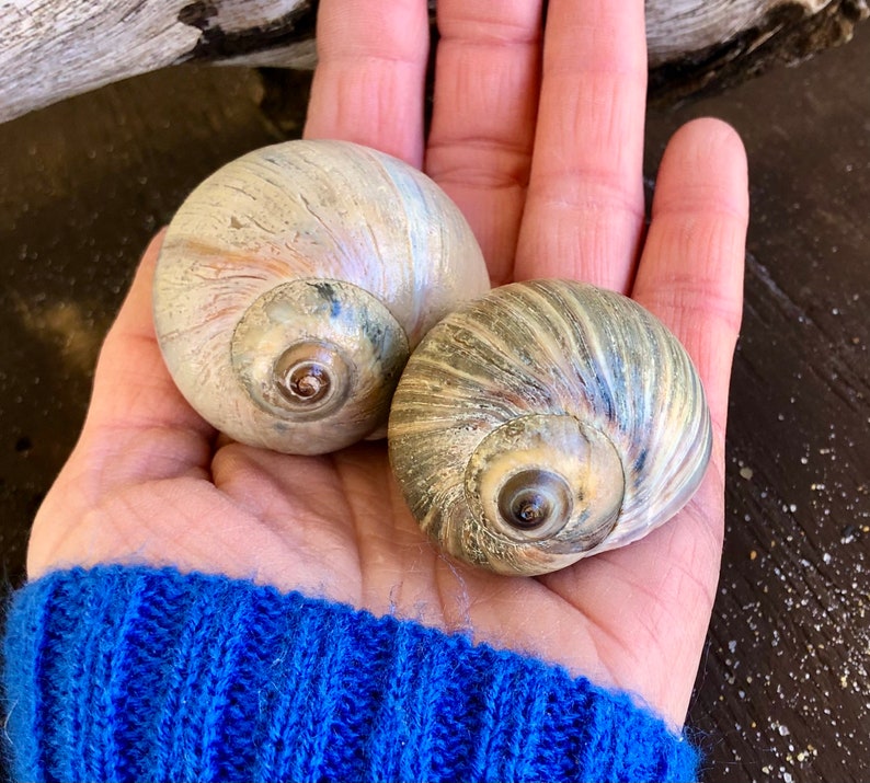 5 BLUE BREATHTAKING Northern Moon Snail Shells, Five Colorful Mega Moon ...