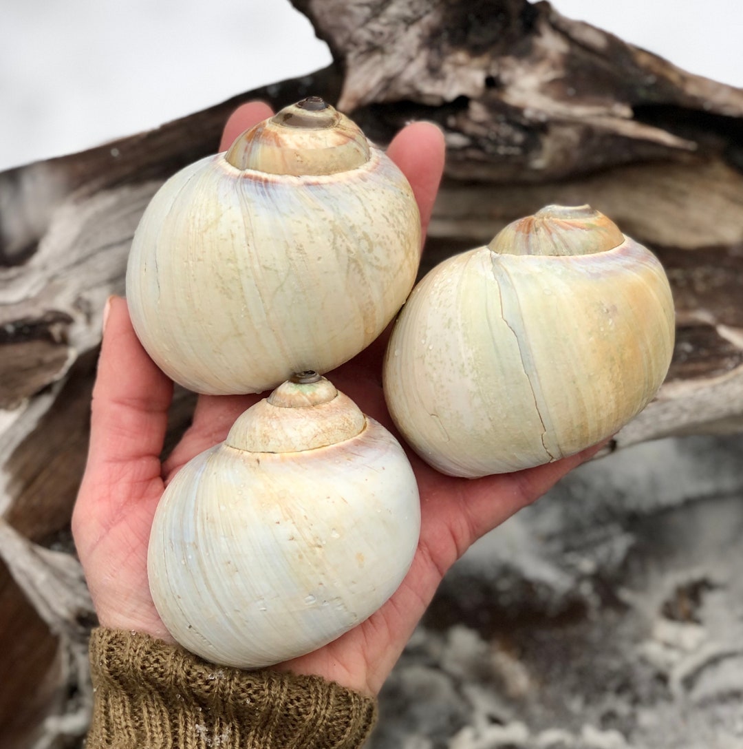 BIG & BEAUTIFUL TRIO of Northern Moon Snail Shells, 3 Colorful Mega ...
