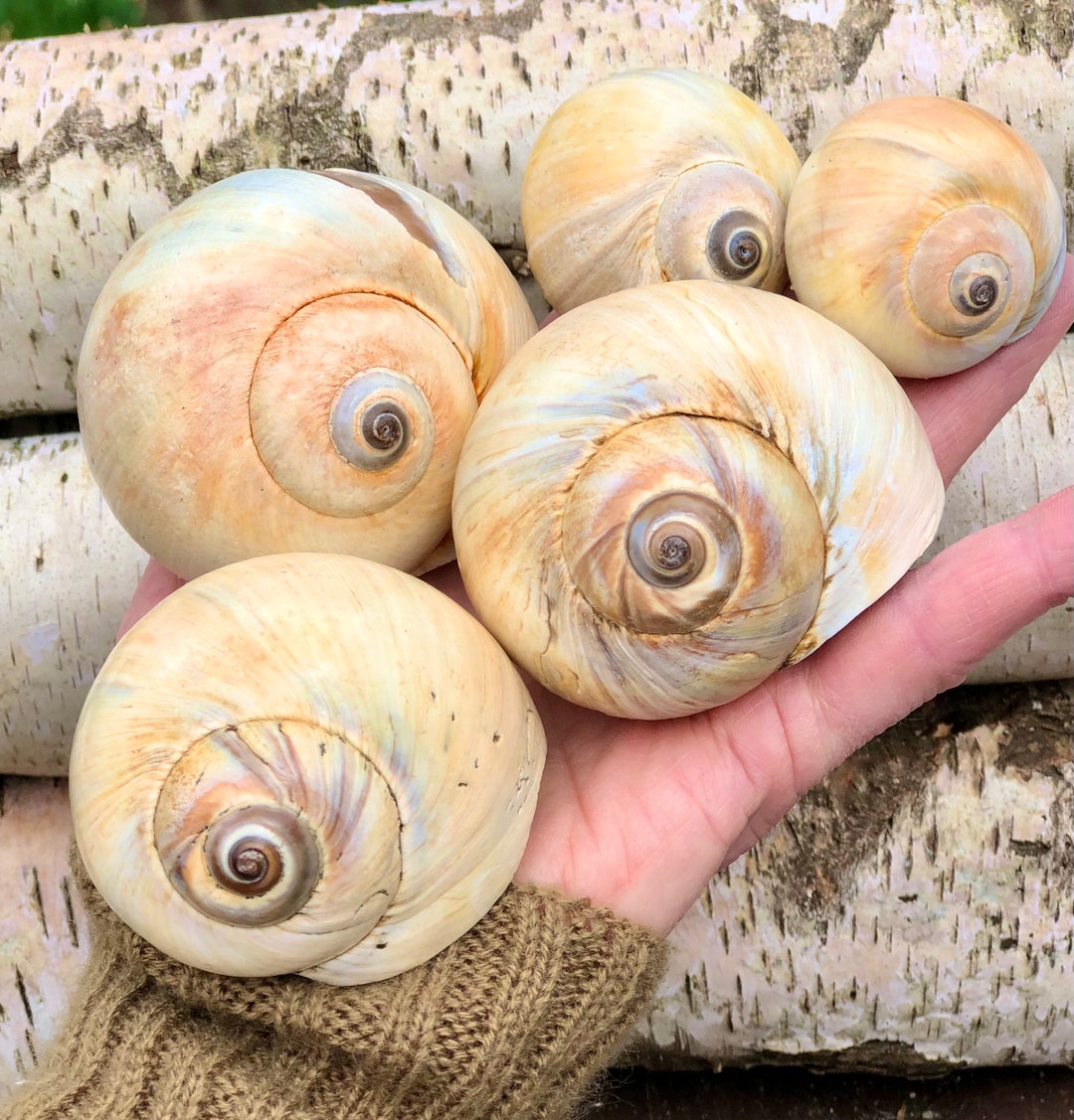 5 APRICOT & SAPPHIRE BLUE Striped Northern Moon Snail Shells, Five ...