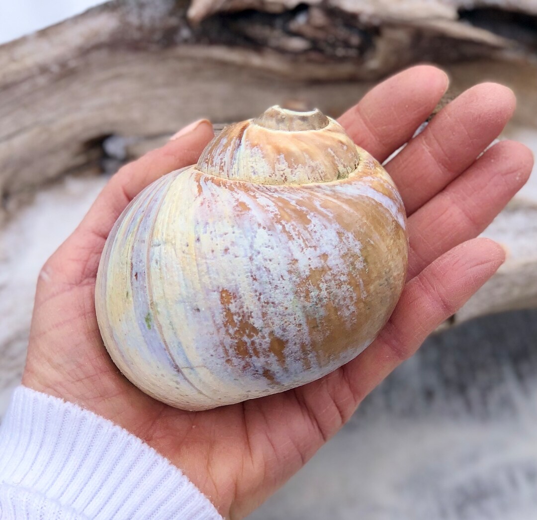 COLOSSAL JUMBO-SIZED Northern Moon Snail Shell, Colorful Mega Moon ...