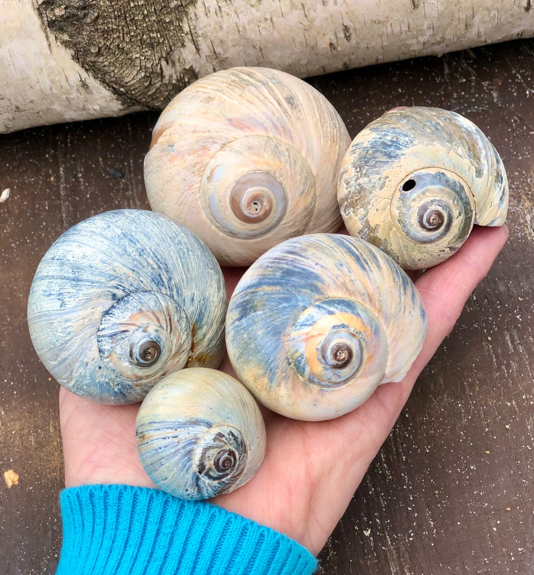 6 BLUE & GRAY Northern Moon Snail Shells, Six Colorful Mega Moon Shells ...