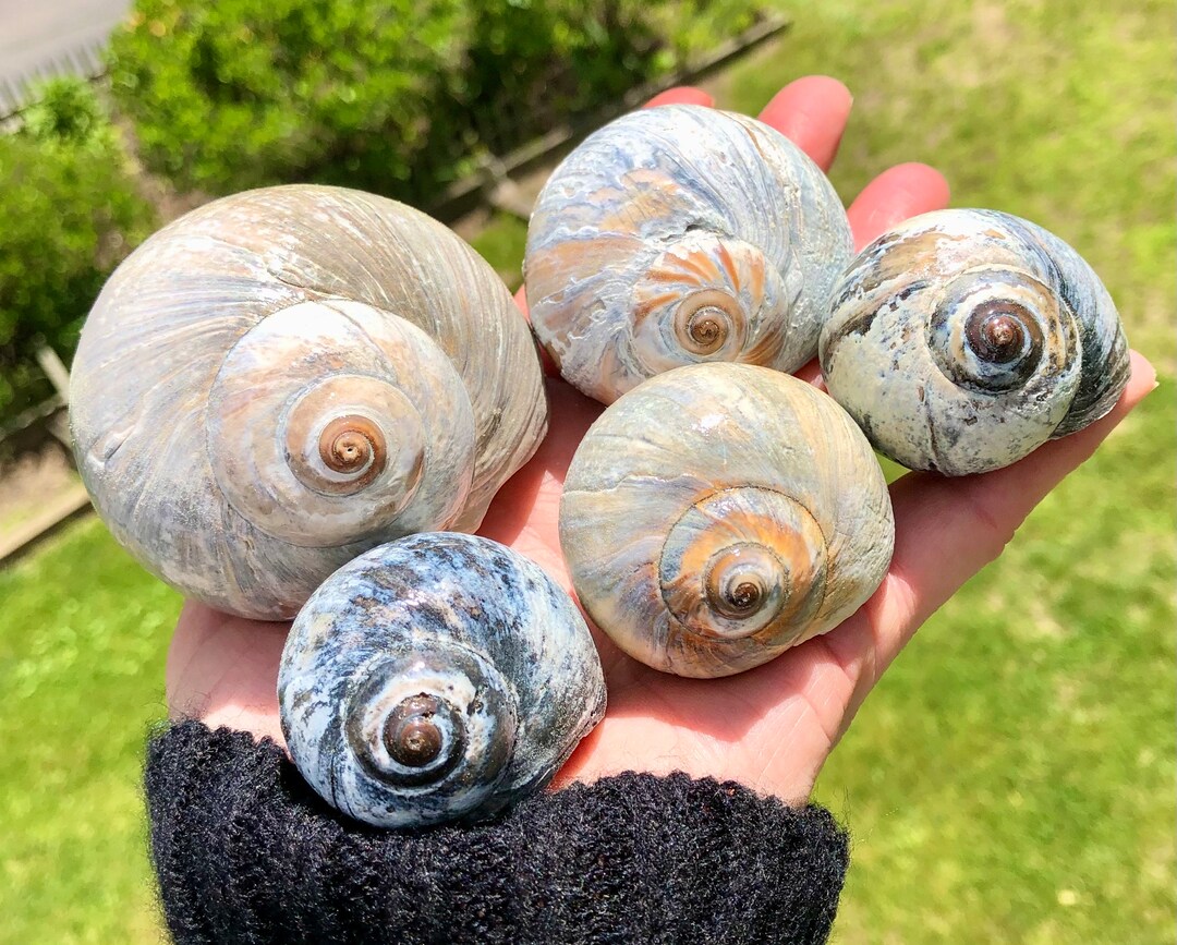 5 STUNNING BLUE Large Northern Moon Snail Shells, Five Colorful Mega ...