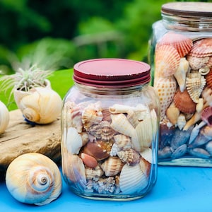 COLORFUL FLORIDA SEASHELL Mix, 30 Piece Variety Shell Pack for Gifts ...