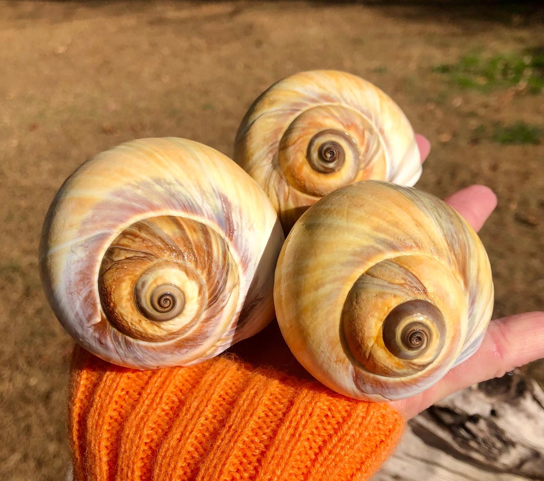 Lg-xl Hermit Crab Shell Variety Pack, 1 3/4 1 7/8 2.0 Inch Opening, 3 ...