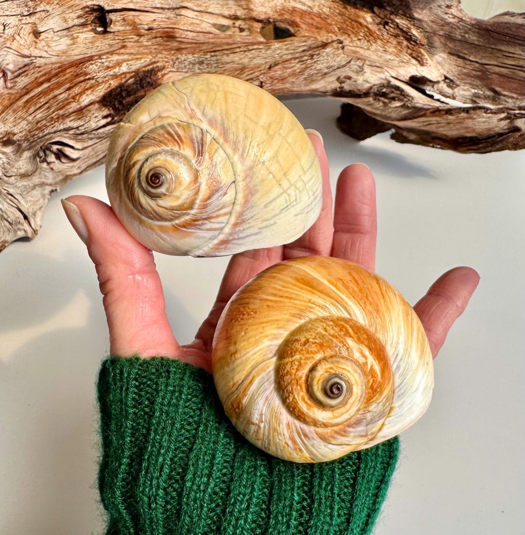 Extra Large Moon Snail Shells, 1 7/8”-2.0” Opening, Colorful Natural ...