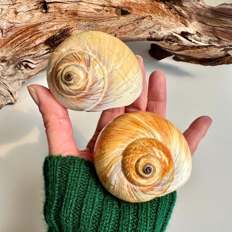 BaysideBeachShells - Etsy