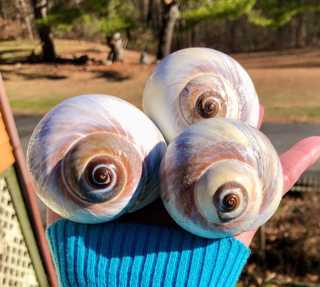 Lg-xl Hermit Crab Shell Variety Pack, 1 3/4 1 7/8 2.0 Inch Opening, 3 ...