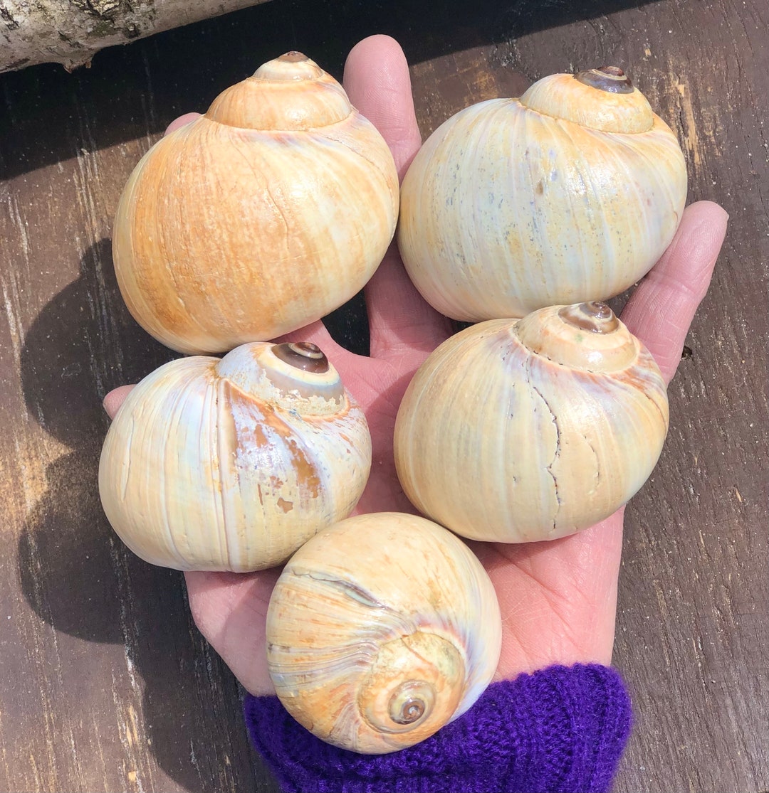 5 PERIWINKLE & LIGHT HONEY Striped Northern Moon Snail Shells, Five ...