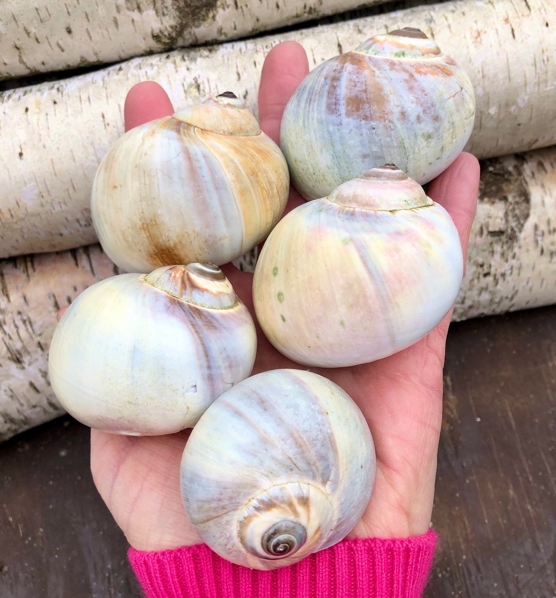 5 PLUM & TOFFEE STRIPED Northern Moon Snail Shells, Five Colorful Mega ...