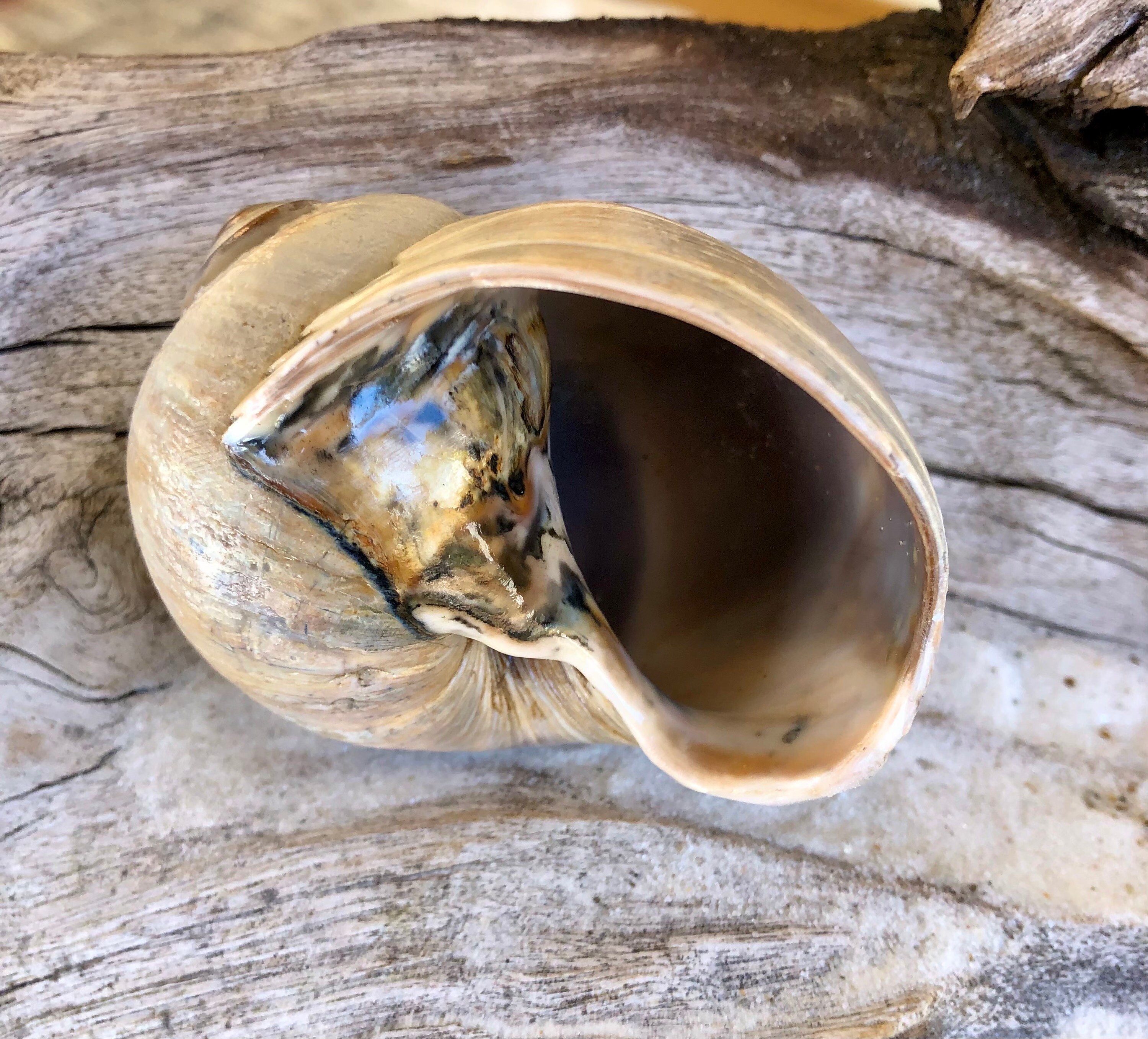 5 BLUE BREATHTAKING Northern Moon Snail Shells, Five Colorful Mega Moon ...