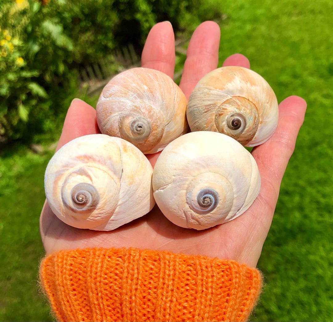 1 1/4 INCH APERTURE Set of 4 Hermit Crab Shells, Unpainted Handpicked ...