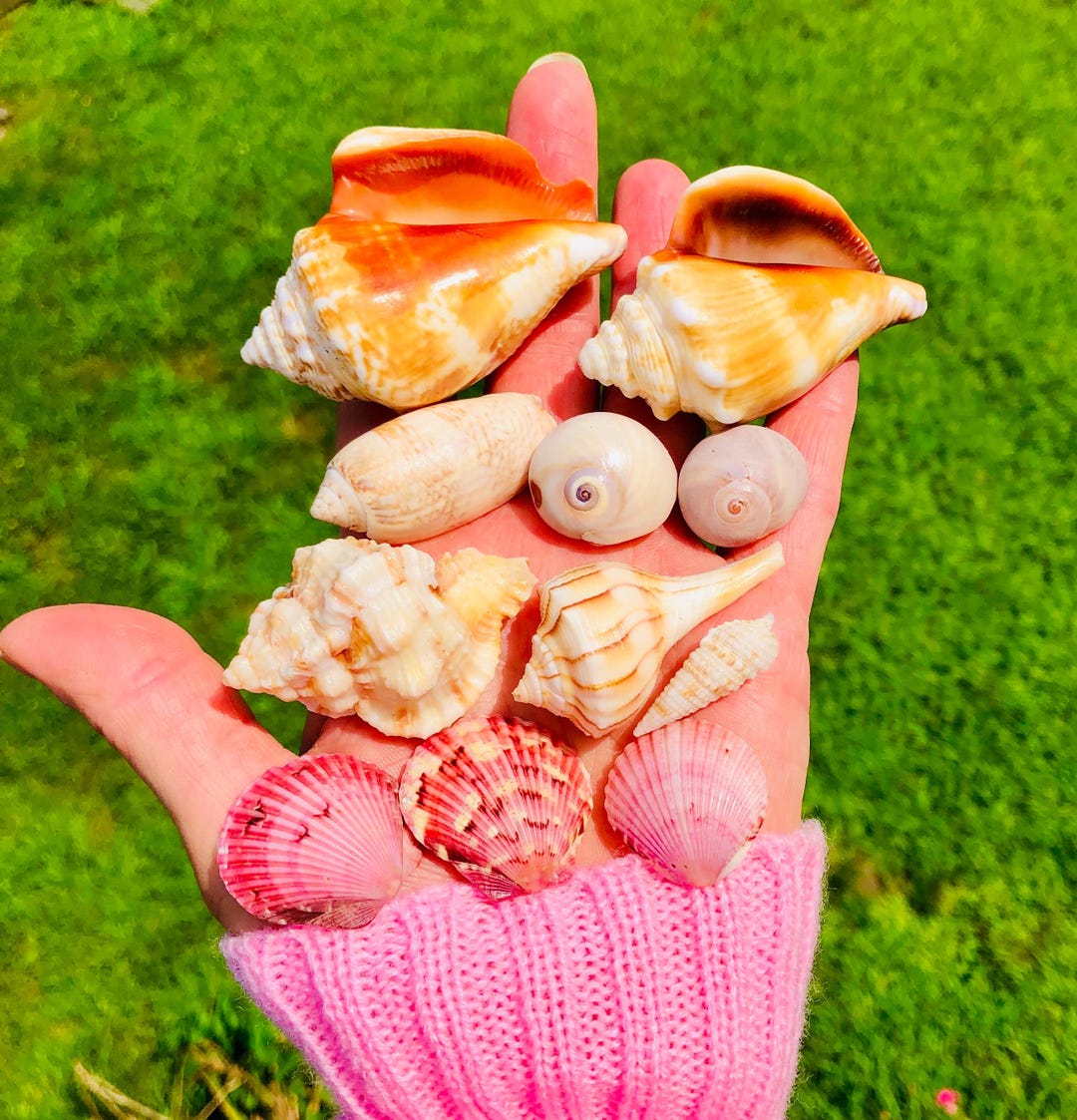 30 PIECE FLORIDA SEASHELL Mix, Variety of Colorful Shells for Gifts ...