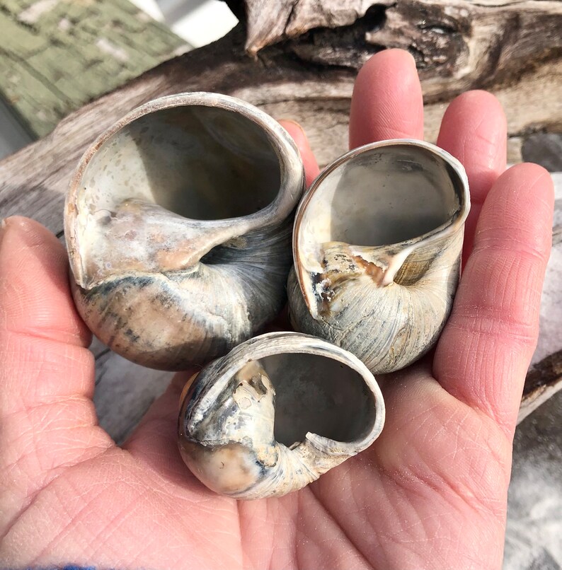 4 BLUE BREATHTAKING Northern Moon Snail Shells, Four Colorful Mega Moon ...