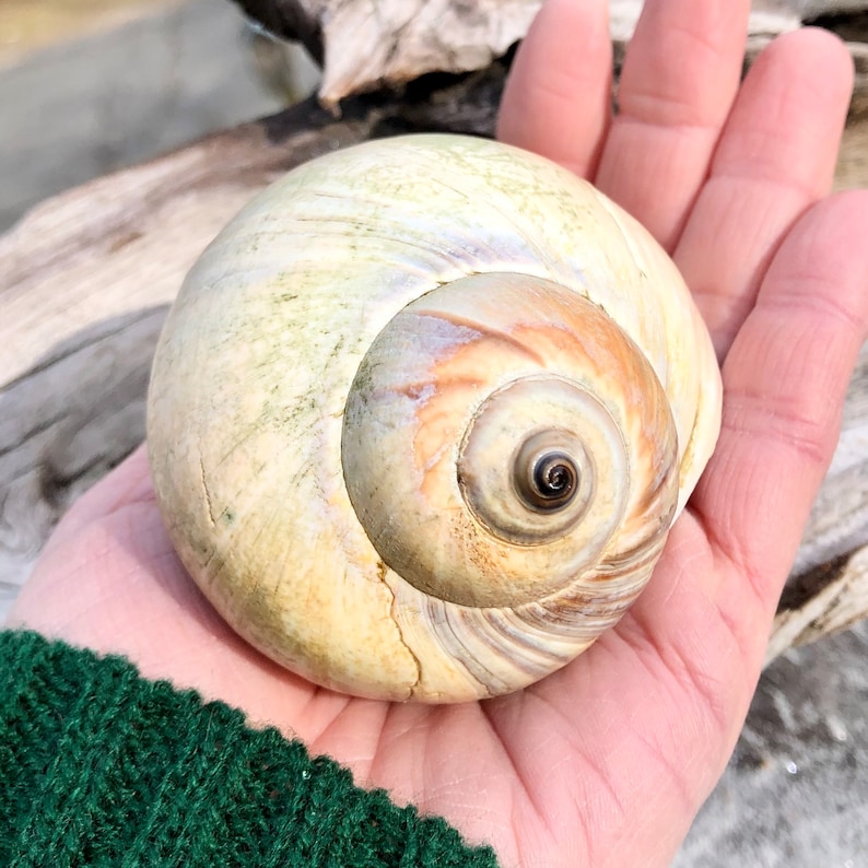 2 HIGH & POINTY PERFECT Whorl Northern Moon Snail Shells, 1 Jumbo 1 ...