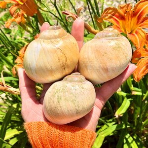 3 SPOTTED DARK PEACH Large Northern Moon Snail Shells, Colorful ...