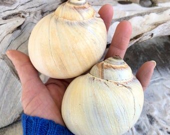 5 BLUE BREATHTAKING Northern Moon Snail Shells, Five Colorful Mega Moon ...