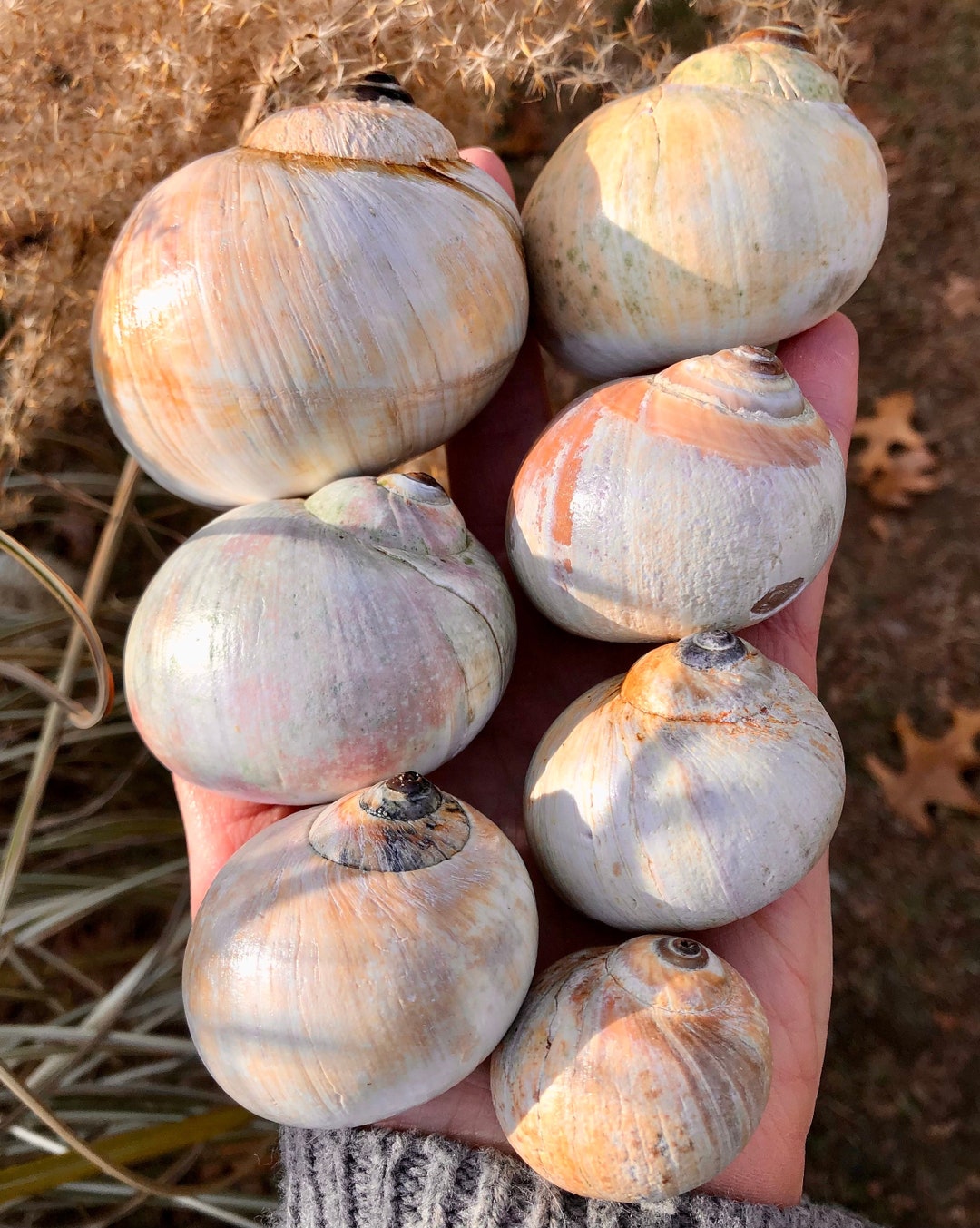 SEVEN TAN/PURPLE Large Northern Moon Snail Shells, Colorful Northern ...