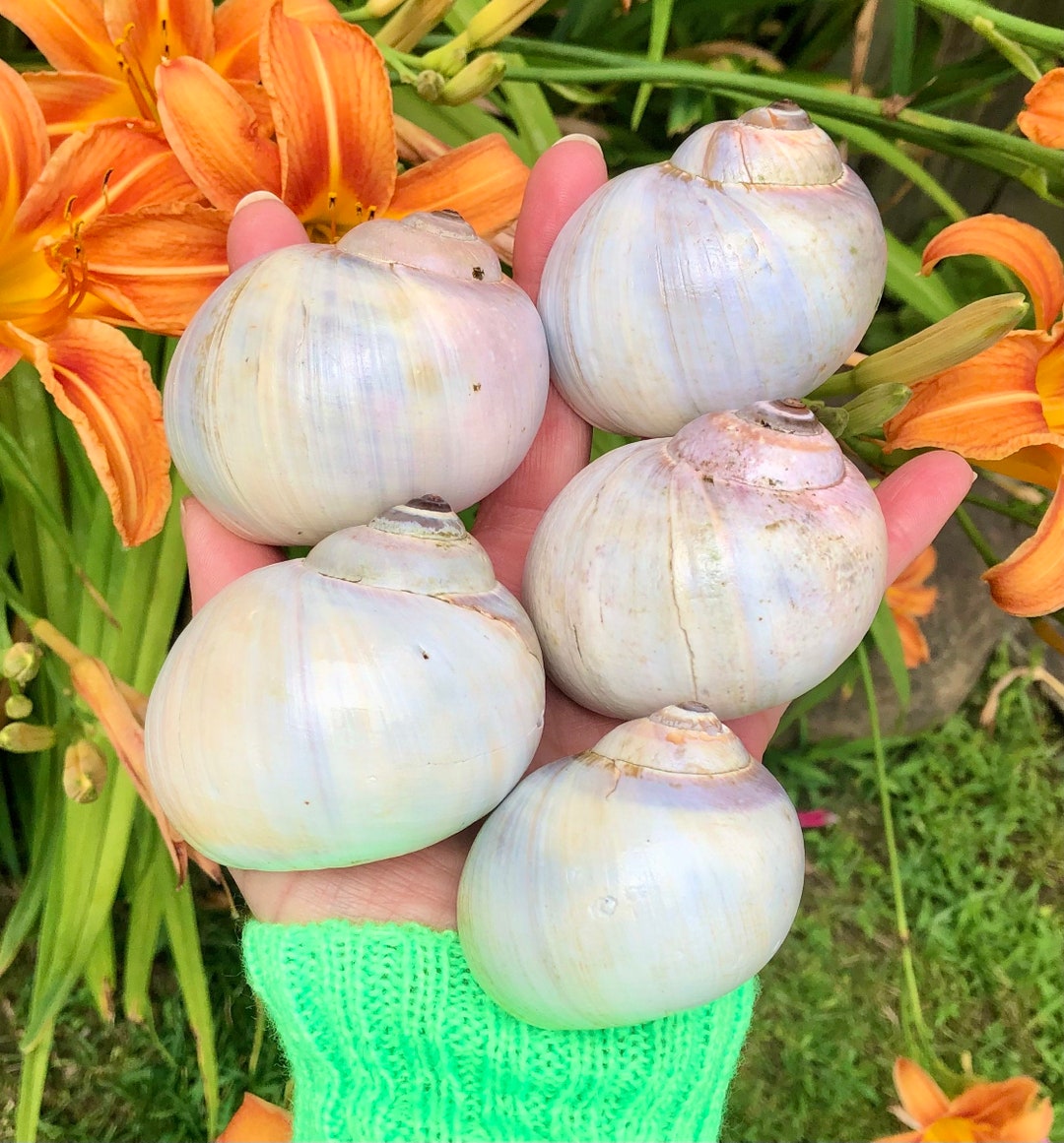 5 PASTEL PINK & PERIWINKLE Northern Moon Snail Shells, Five Colorful ...