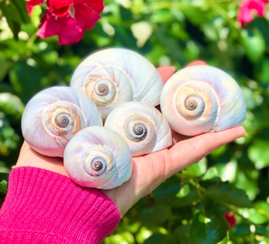 5 PERIWINKLE BLUE & WHITE Northern Moon Snail Shells, Five Light Blue ...