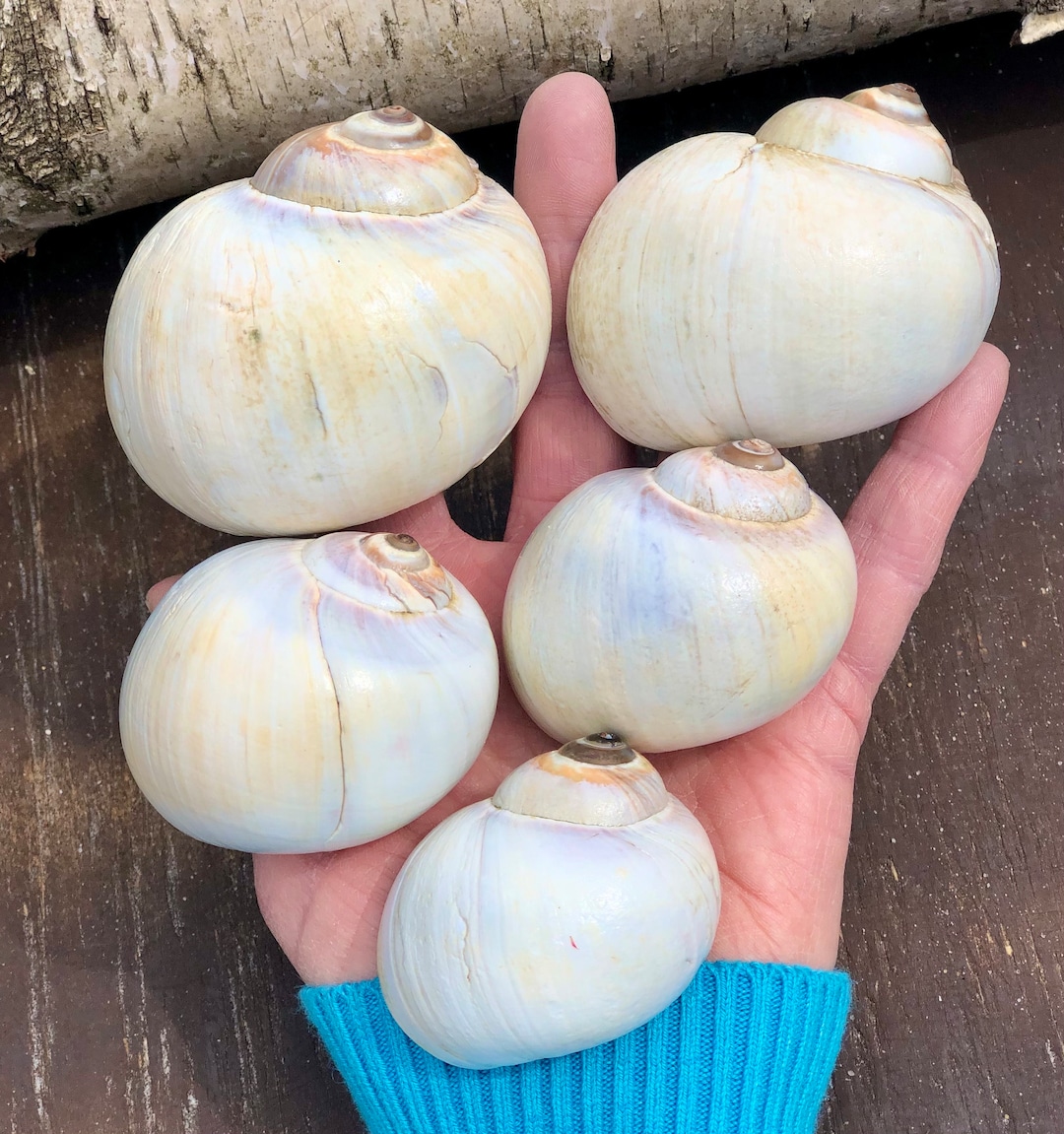5 VIOLET & SNOW WHITE Northern Moon Snail Shells, Five Colorful Large ...